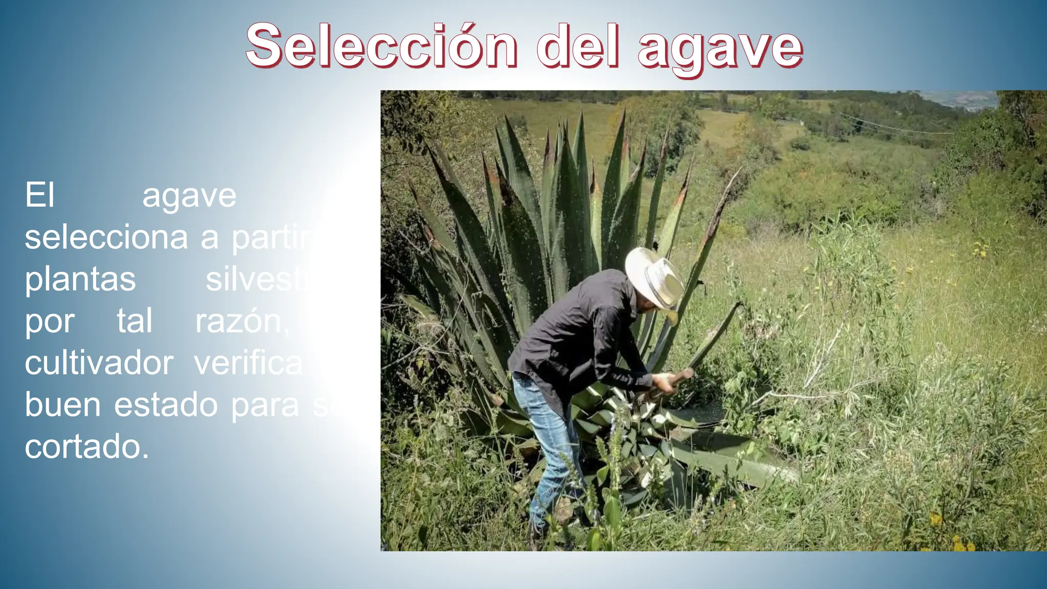 Proceso de elaboracion del mezcal Mexico | PPTX