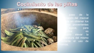 Proceso de elaboracion del mezcal Mexico | PPTX