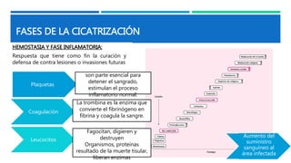 Proceso de curación de las heridas | PPTX