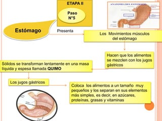 Proceso de digestión | PPTX