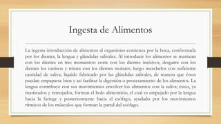Proceso de digestión de alimentos | PPTX
