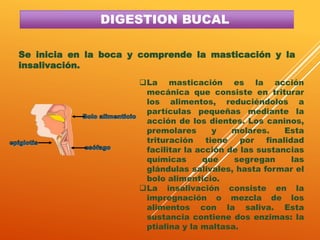 Proceso de digestion | PPTX