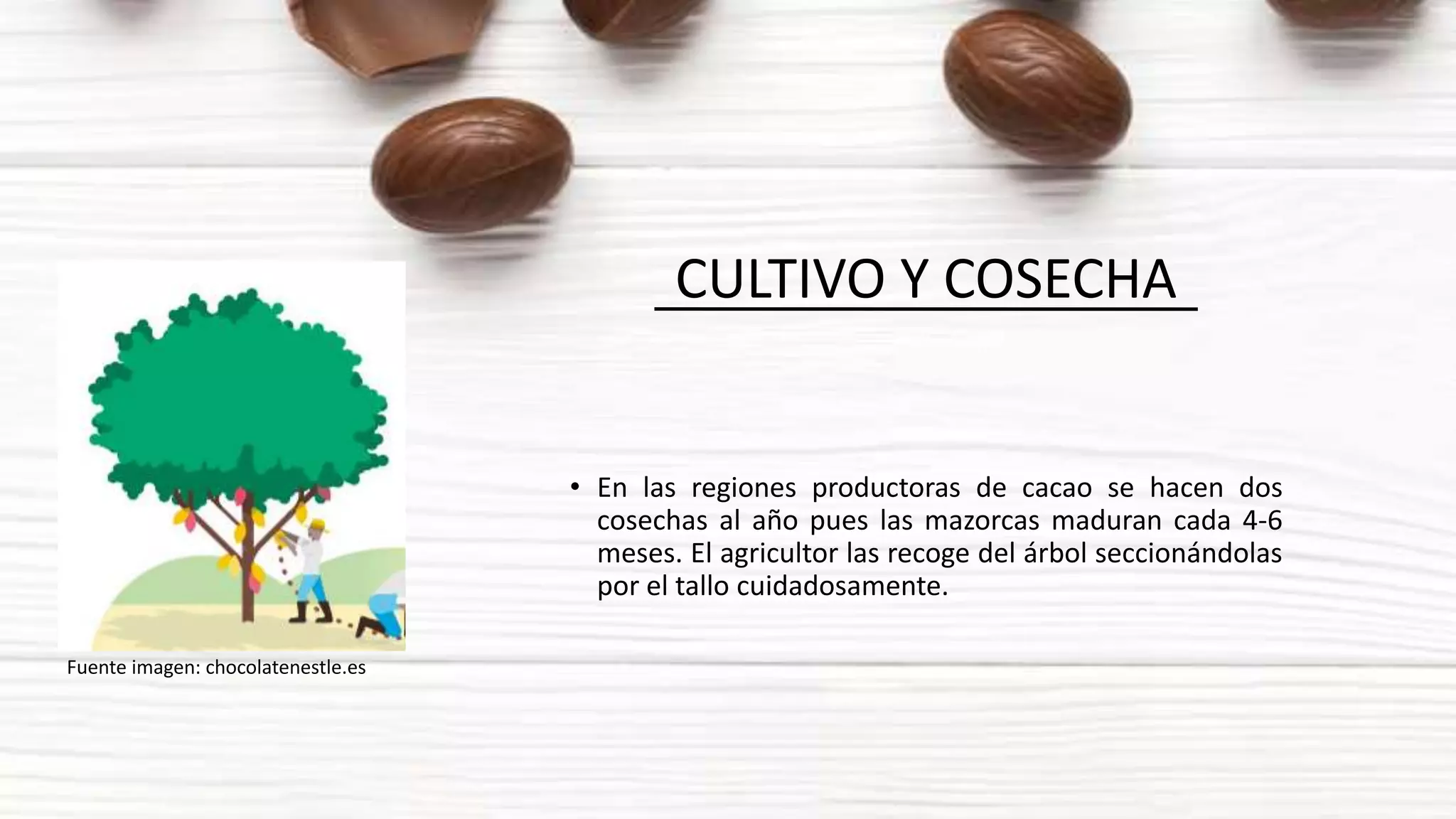 Proceso de elaboración de chocolate (1).pptx