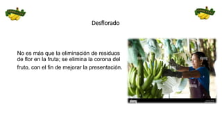 PROCESO DE EMPAQUE DE BANANO EXBAFRUT S.pptx