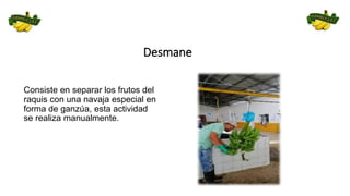 PROCESO DE EMPAQUE DE BANANO EXBAFRUT S.pptx