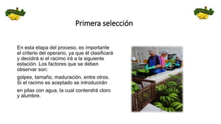 PROCESO DE EMPAQUE DE BANANO EXBAFRUT S.pptx