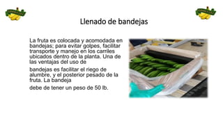 PROCESO DE EMPAQUE DE BANANO EXBAFRUT S.pptx