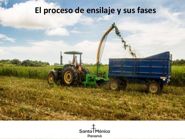 Proceso de ensilaje y sus fases