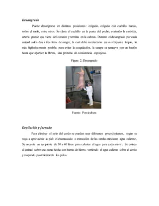 Proceso de faenamiento del cerdo | DOCX