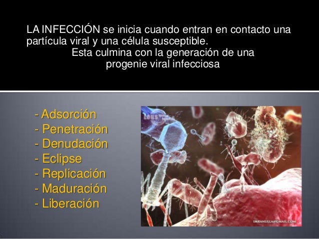 Proceso de Infección viral
