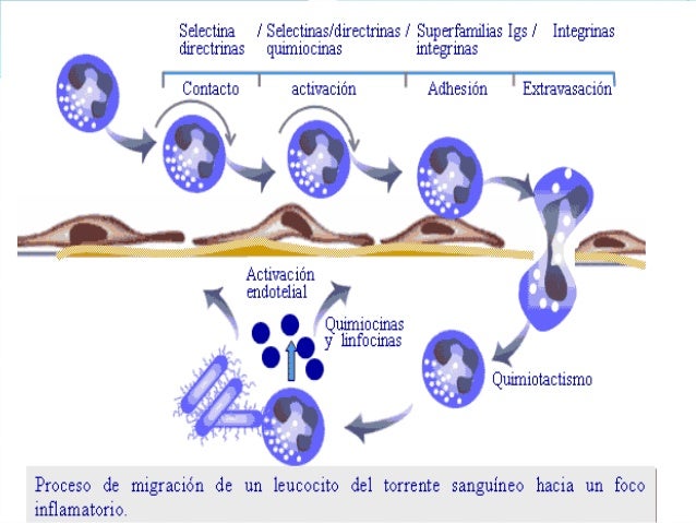 PROCESO INFLAMATORIO, RESPUESTA INMUNE Y CICATRIZACIÓN