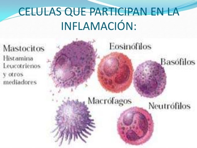 PROCESO INFLAMATORIO, RESPUESTA INMUNE Y CICATRIZACIÓN