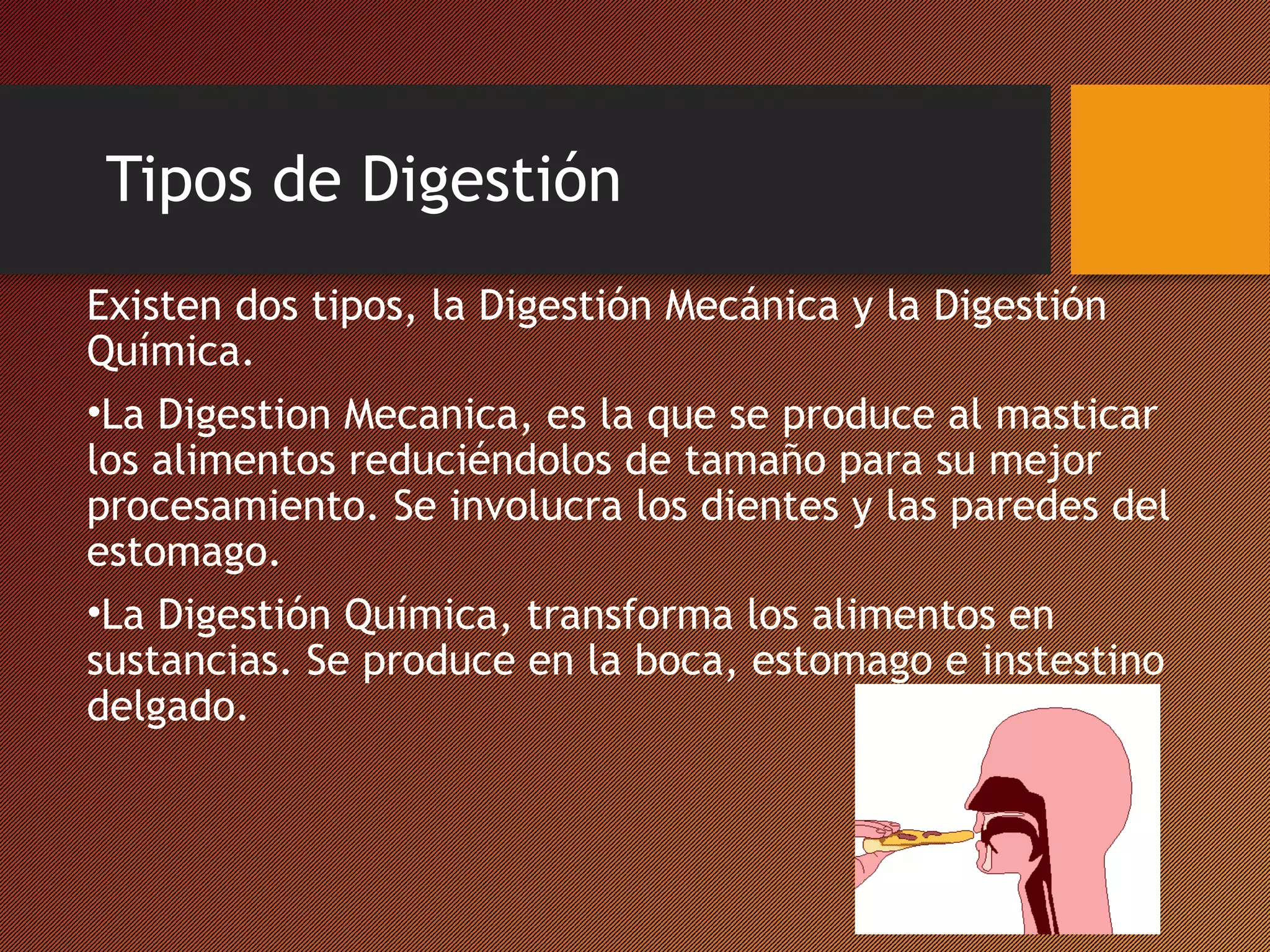 Proceso de la Digestión. | PPT