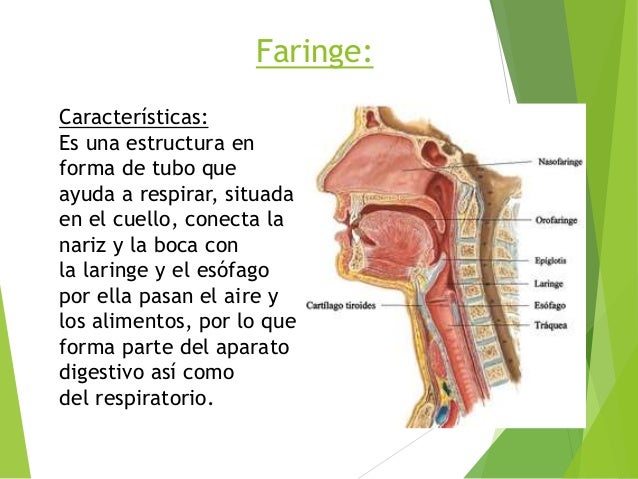 Proceso de la digestion