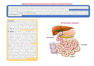 Proceso de la digestion higado, pancreas, funciones | PDF