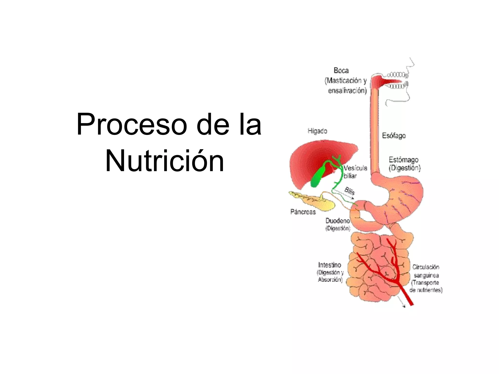 ProcesoNutrición: Ingestión, Digestión, Absorción y Defecación | PPT