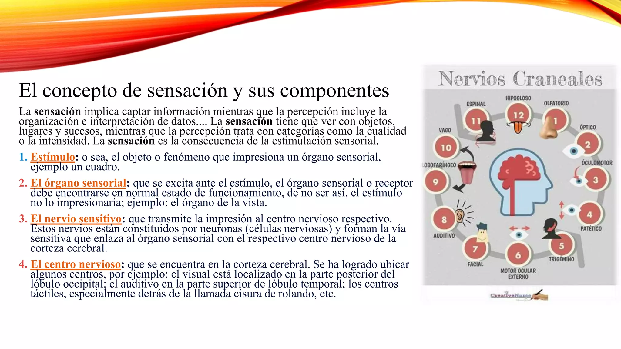 Proceso De La Sensación Y Sensaciones Somáticas.pptx
