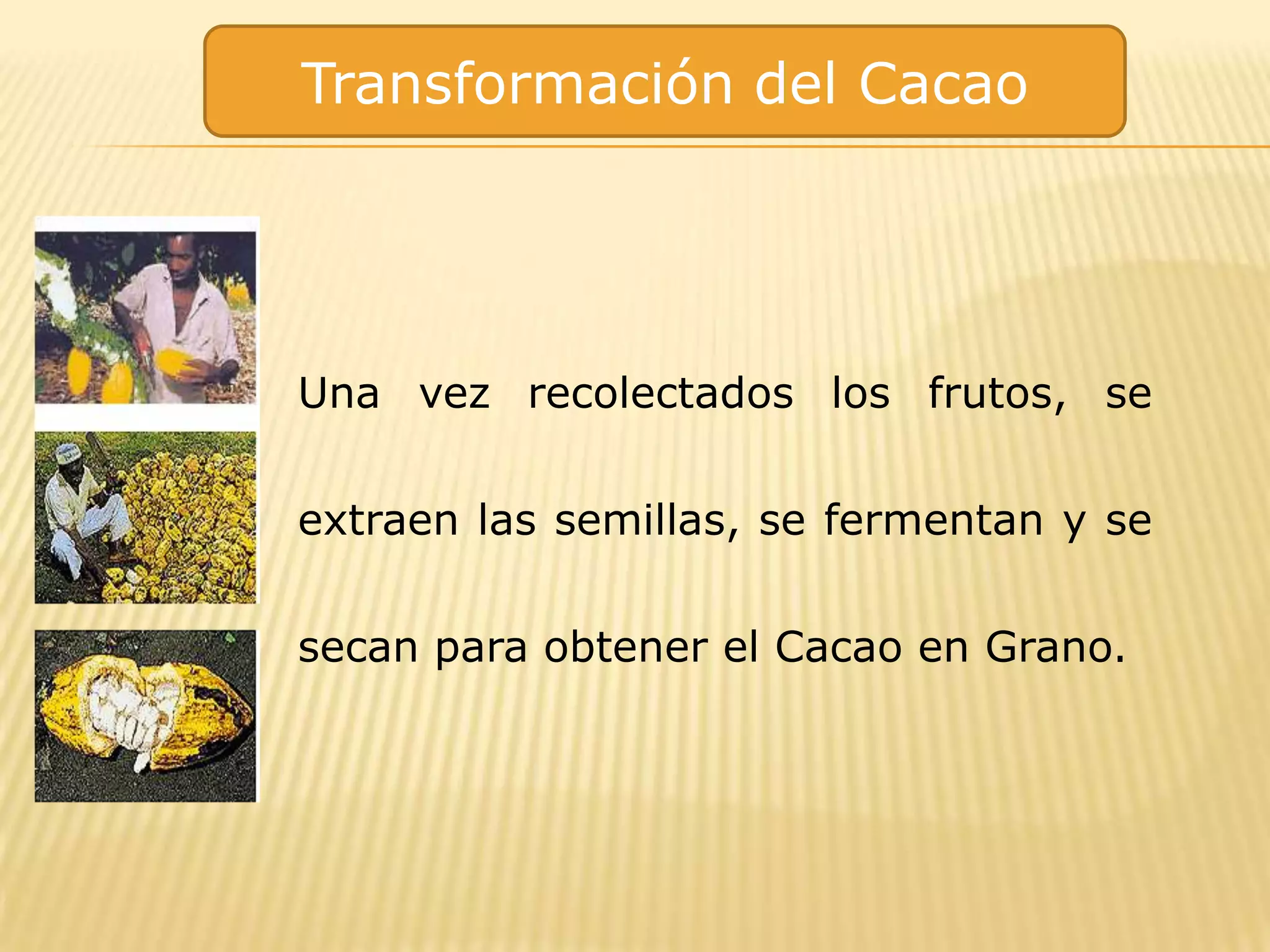 Proceso del chocolate | PPSX