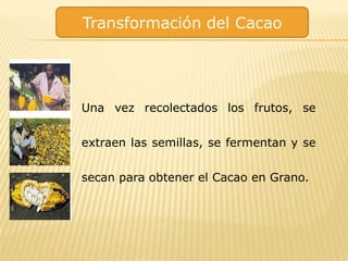 Proceso del chocolate | PPSX