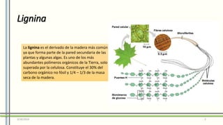 Estructura De La Lignina En La Planta