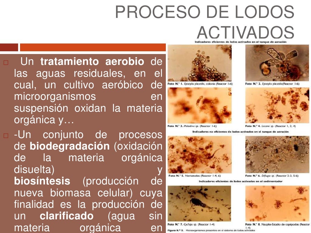 Proceso de lodos activados