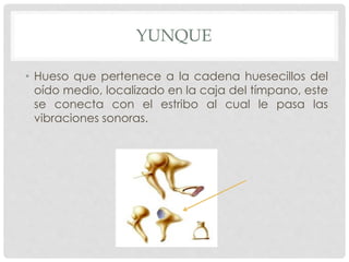 Proceso del sonido | PPTX