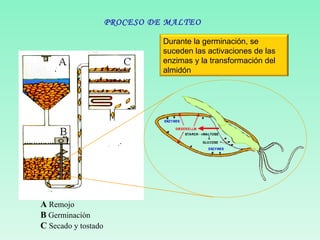 Proceso de malteo | PPT