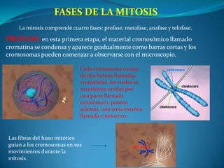Mitosis y Meiosis | PPTX