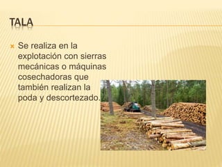 Proceso de obtención de la madera | PPTX