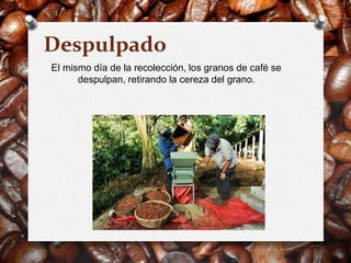 Proceso de producción del café colombiano | PPTX