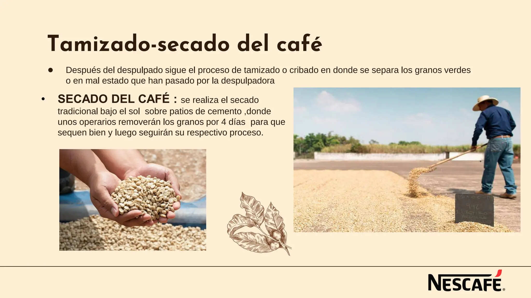 Proceso de produccion de Nescafé - Nestlé | PDF