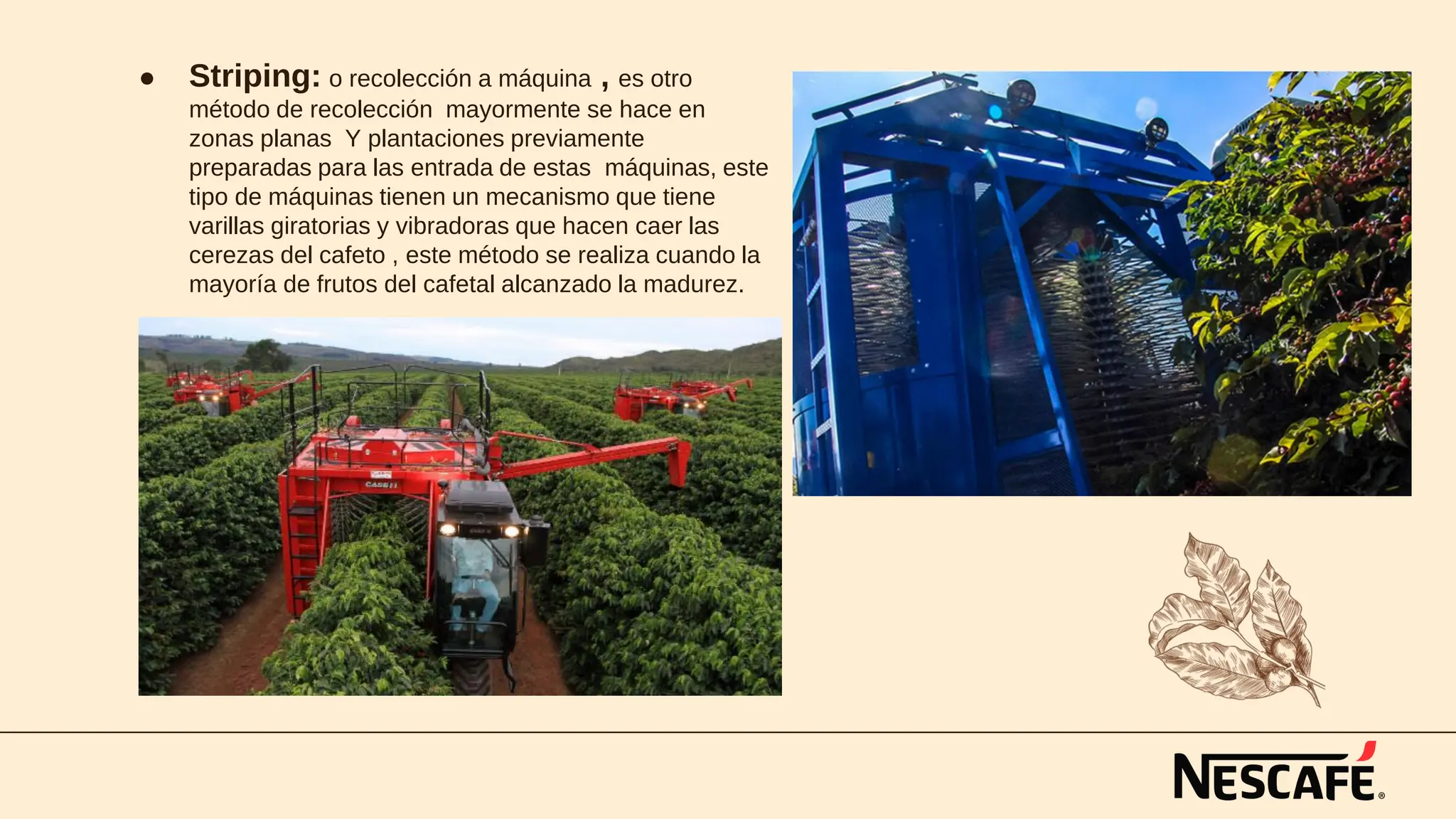 Proceso de produccion de Nescafé - Nestlé | PDF