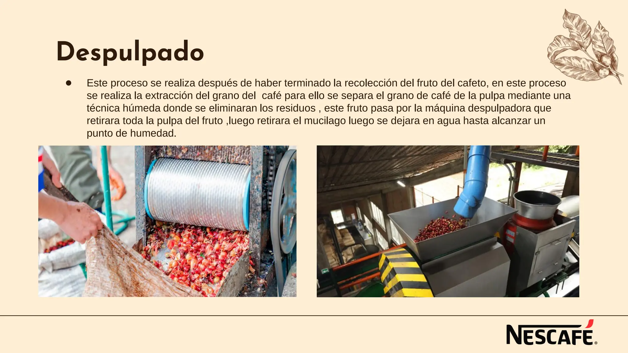 Proceso de produccion de Nescafé - Nestlé | PDF