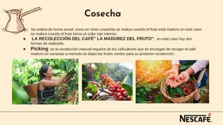 Proceso de produccion de Nescafé - Nestlé | PDF