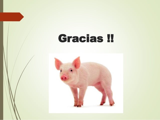 Proceso de sacrificio cerdo