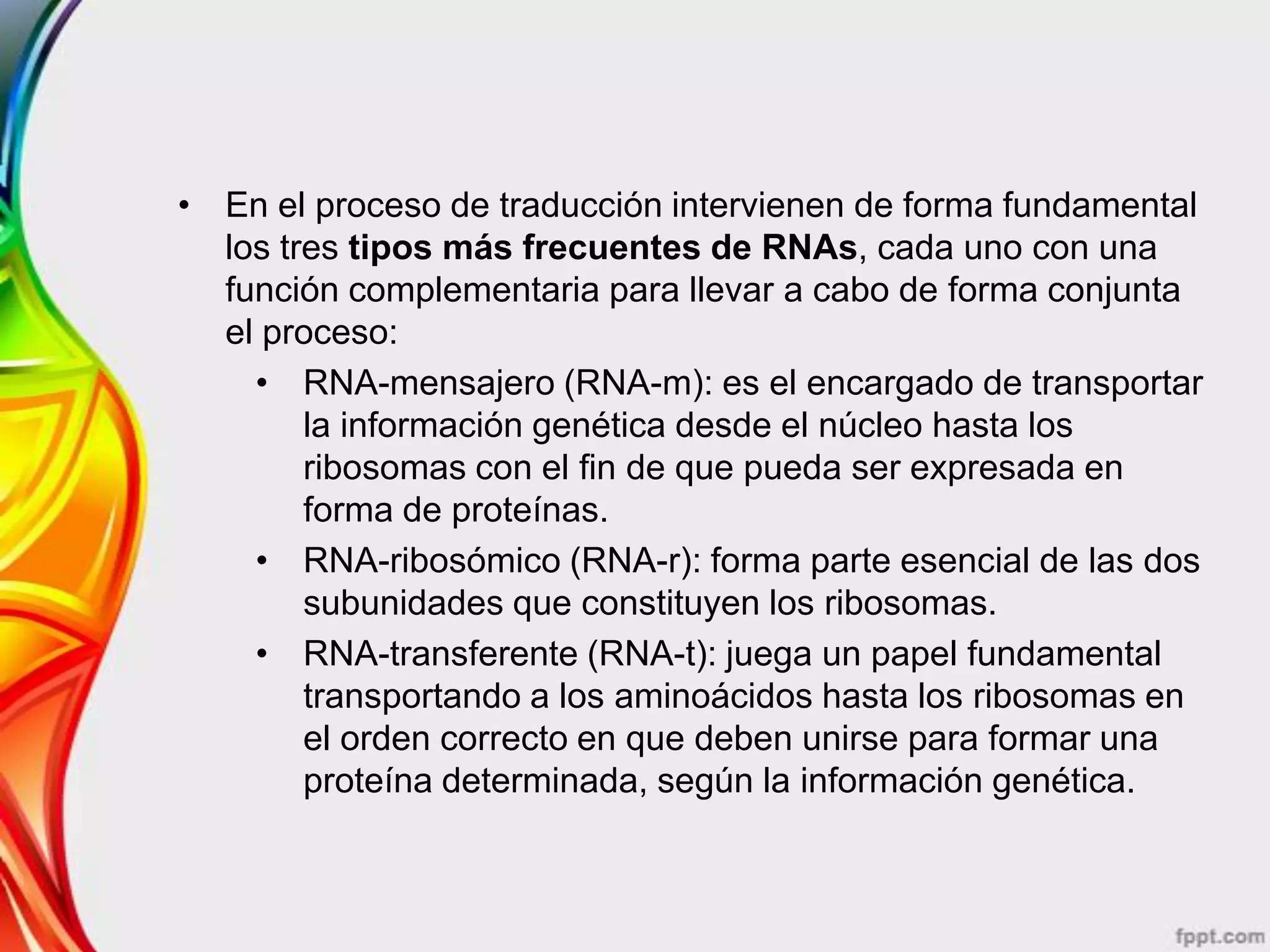 Proceso De Traducción Del Adn Ppt