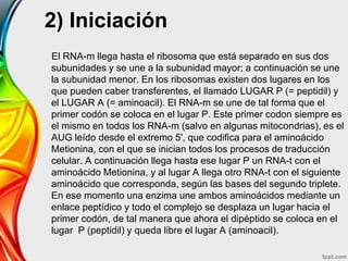Proceso de traducción del adn | PPTX