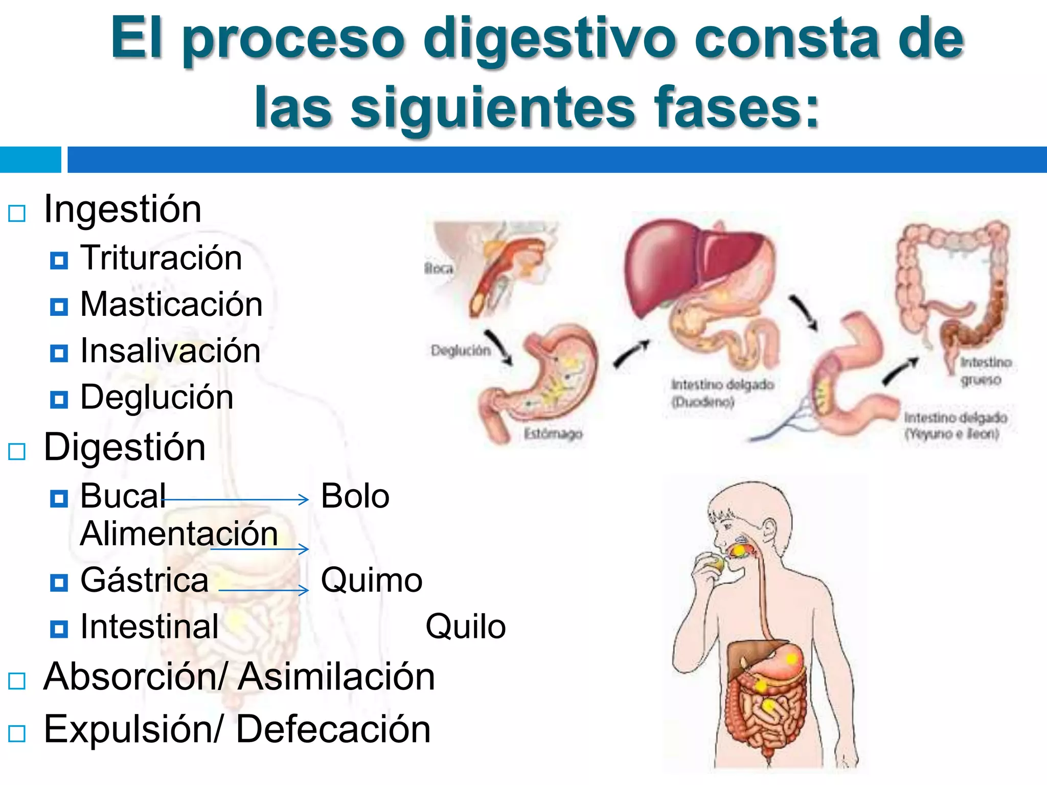 Proceso digestivo. katty arias | PPTX