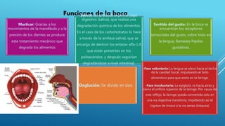 Proceso digestivo | PPTX