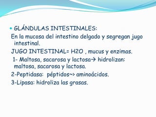 Proceso digestivo en vertebrados | PPTX