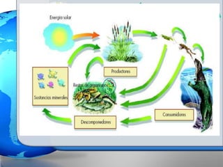 Proceso en los ecosistemas | PPTX