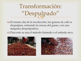 Proceso productivo del café | PPTX