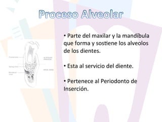 Procesos alveolares y su relación con implantes dentales | PDF