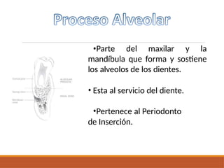 Anatomia de los procesos alveolares y su aplicacion | PPTX