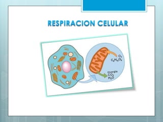 Procesos biológicos, químicos y físicos de la celula | PPTX