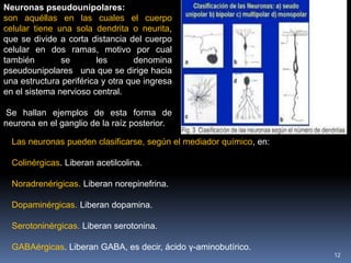 Procesos bioquimicos del cerebro | PPTX