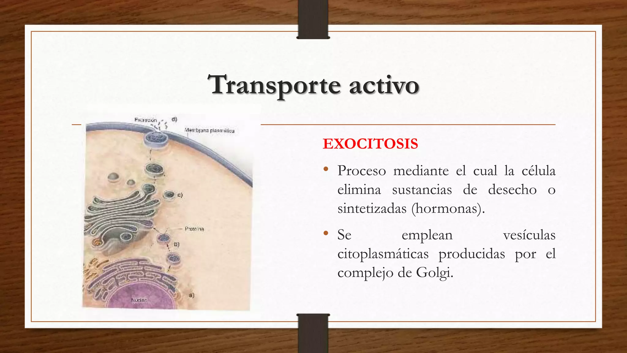 Procesos celulares | PPT