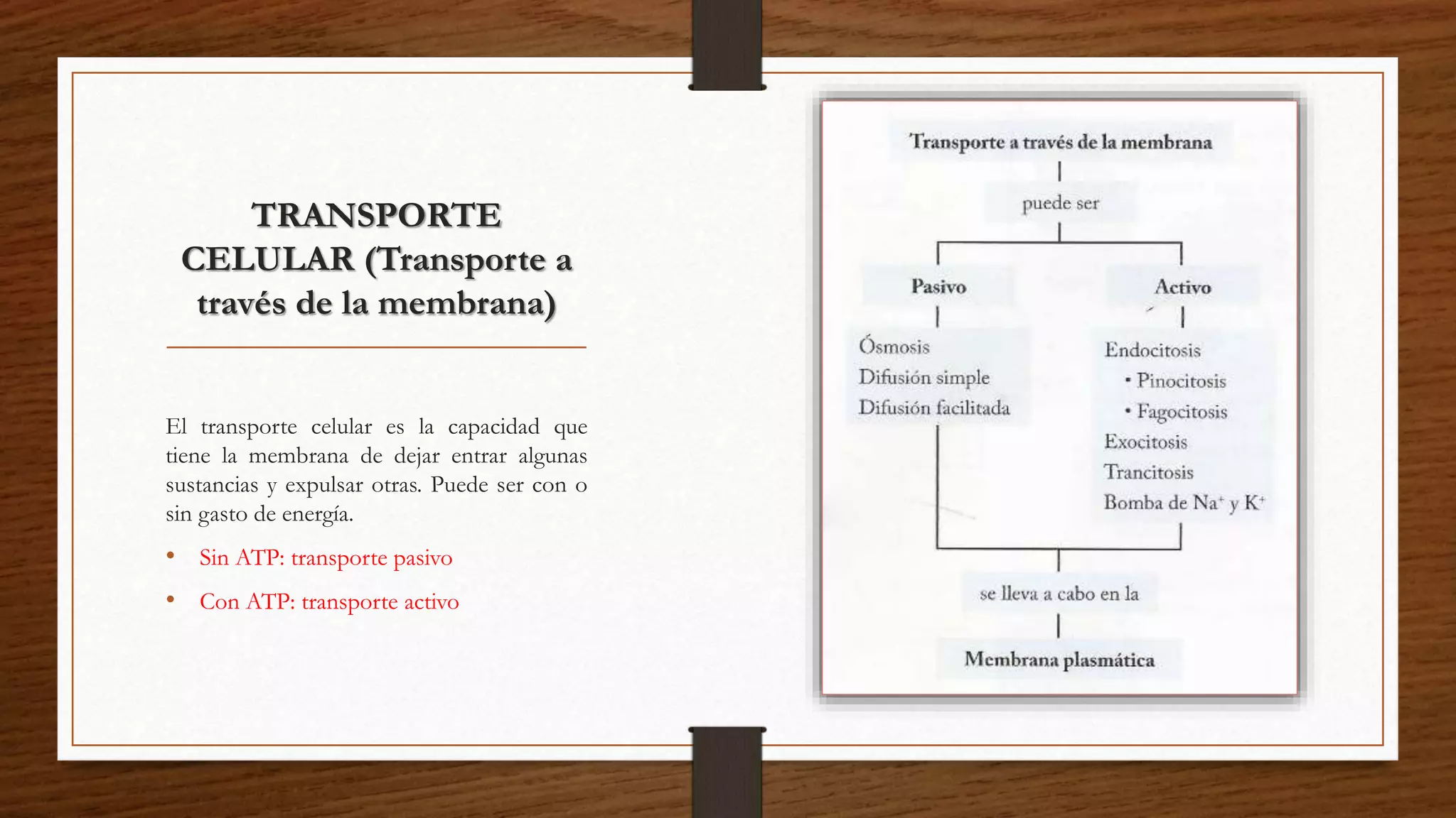 Procesos celulares | PPT
