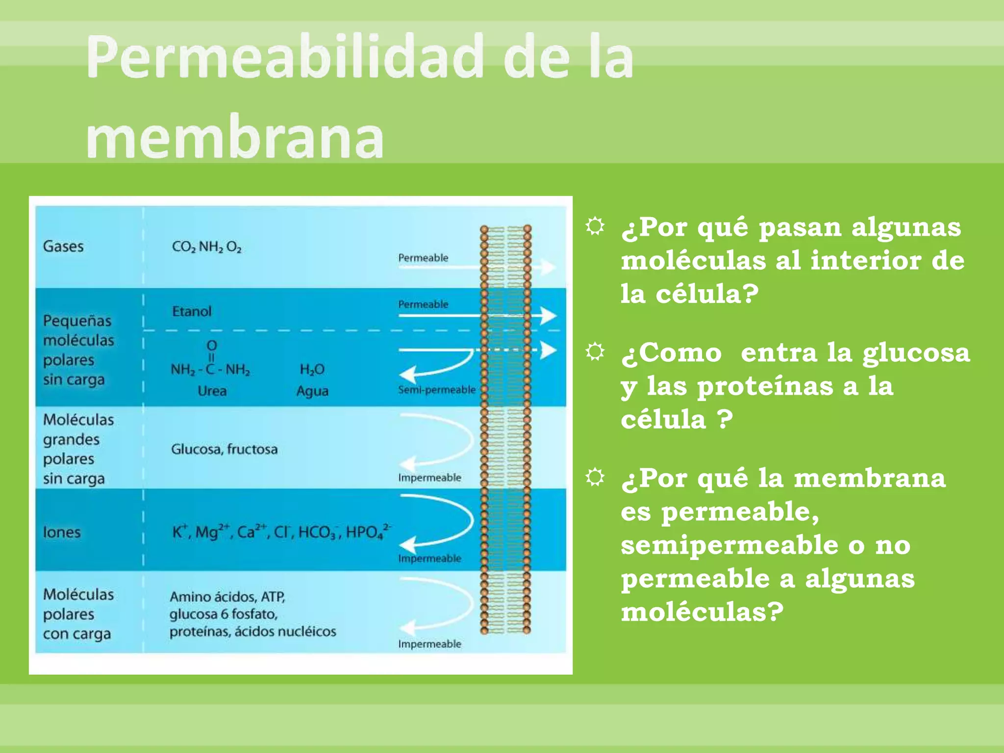 Procesos celulares (proceso de transporte atraves de la membrana) | PPT