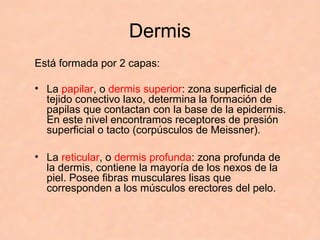 Sentido del tacto | PPT